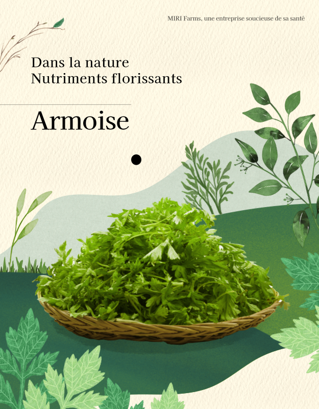 Marketing promotionnel de l'armoise avec illustrations à l'aquarelle ...