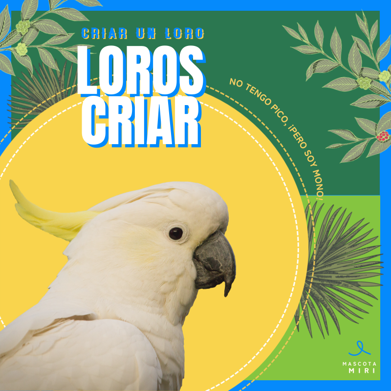 Información sobre la cría de un simpático loro amarillo-azul - MiriCanvas