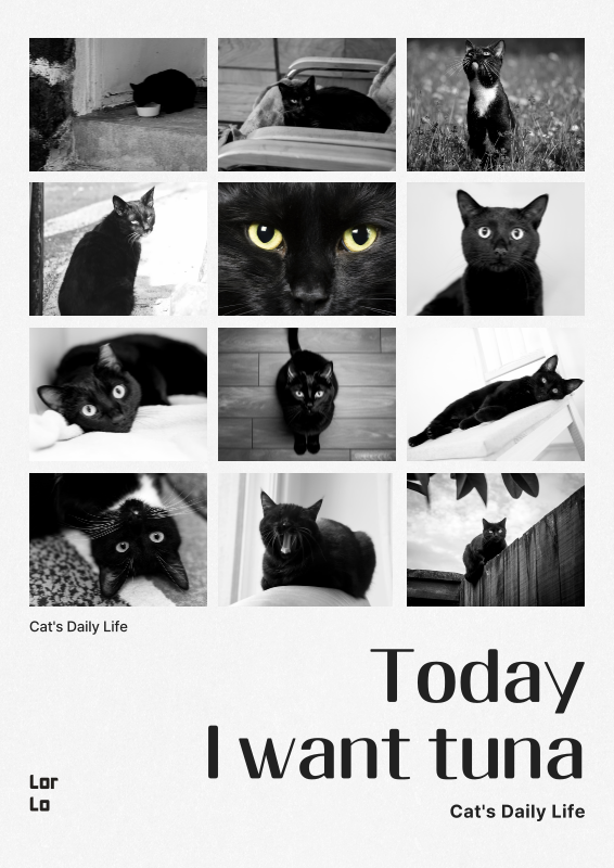 Modern cat photo essay book cover in black and white and black and ...