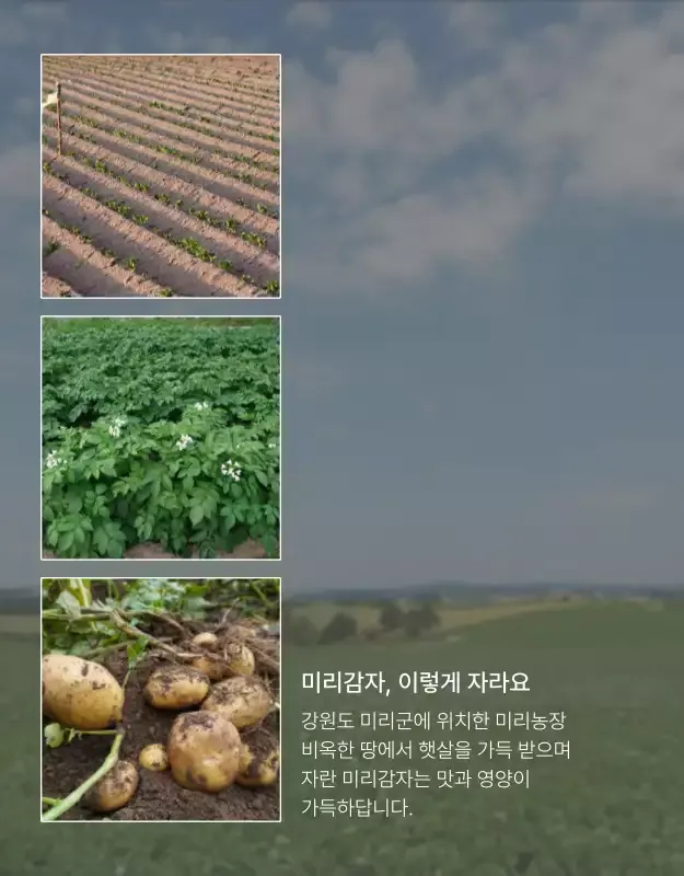 초록과 연두의 자연의 건강한 농산물 감자 사진 레이아웃 홍보 미리캔버스