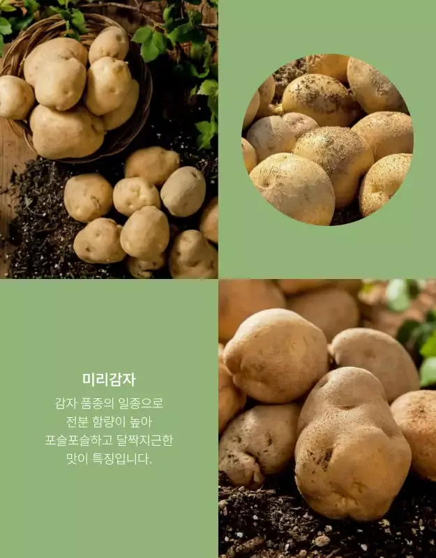 초록과 연두의 자연의 건강한 농산물 감자 사진 레이아웃 홍보 미리캔버스